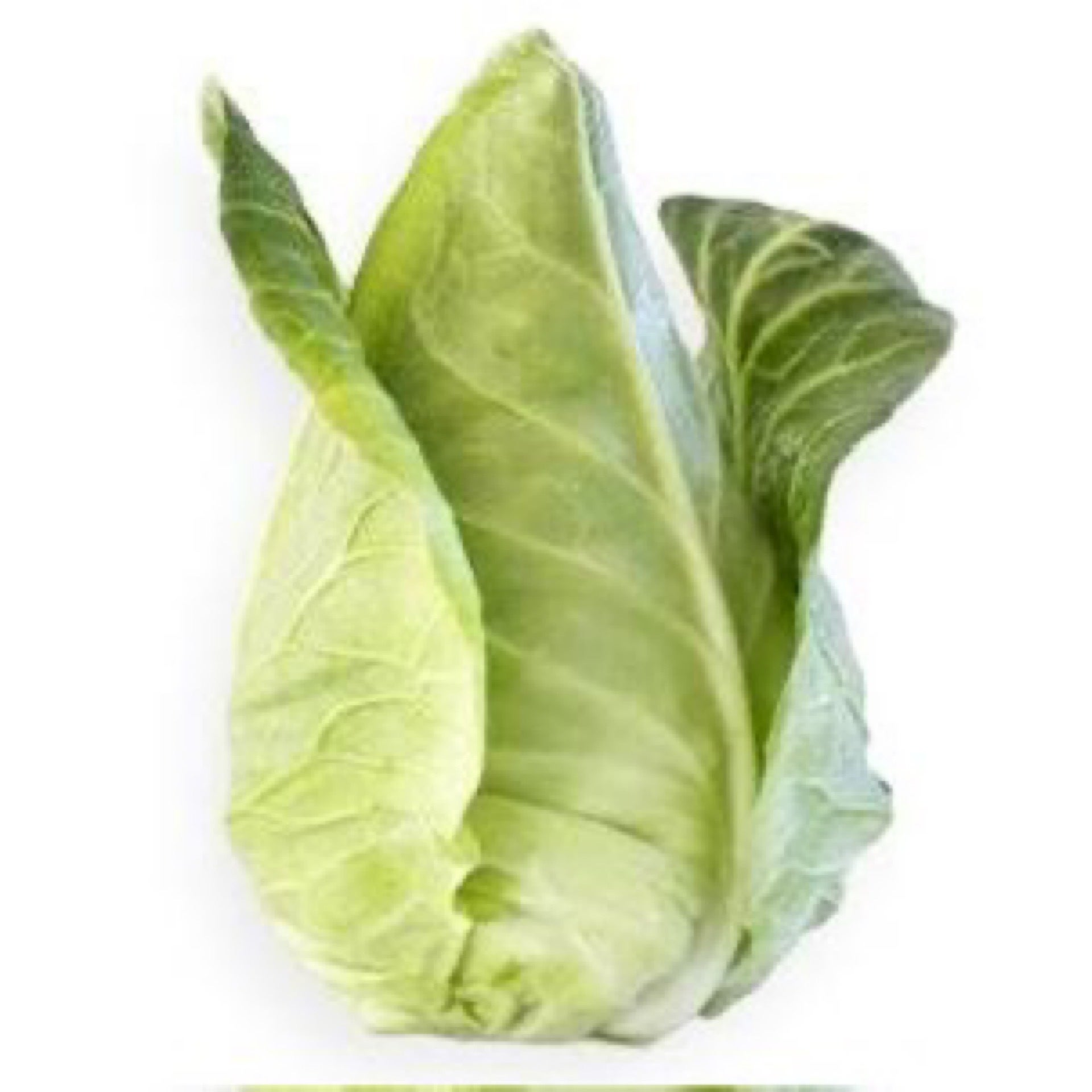 CABBAGE - SUGARLOAF | Peel and Pantry